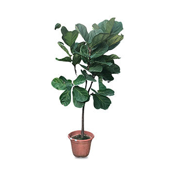 Ficus lyrata (Multi Branched) – homesupplies.ae