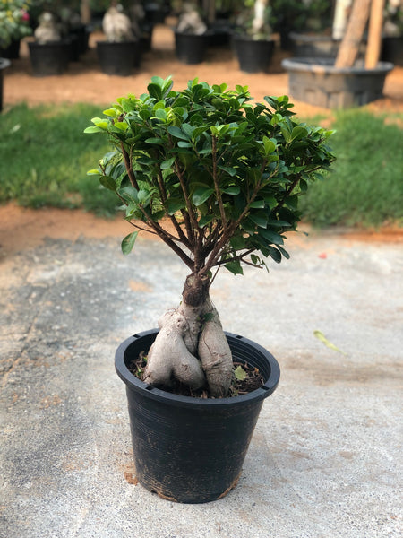 Buy Online Ficus Bonsai Plants In Dubai, Abu Dhabi, Sharjah, Ajman ...