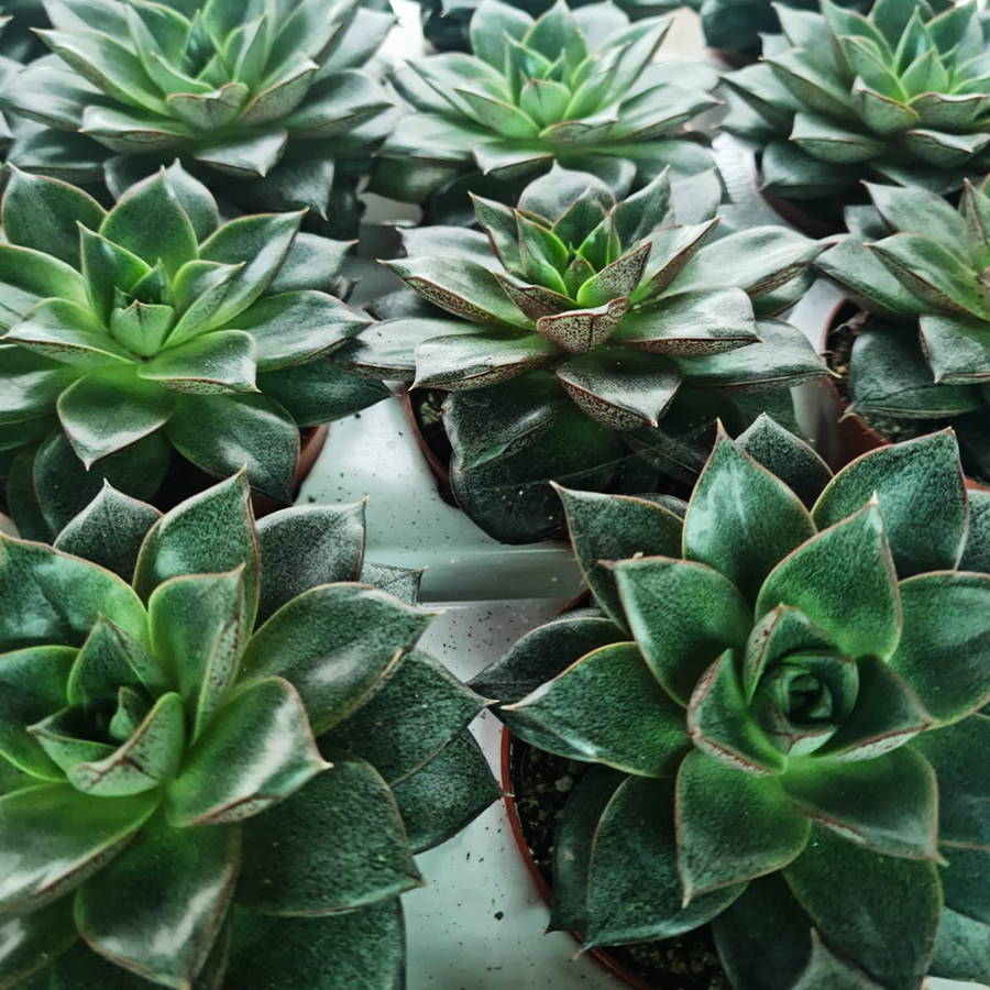 Buy Office Plant Online in UAE | Stylish | – homesupplies.ae