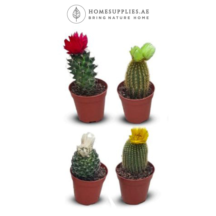 Buy Indoor Plants Online in UAE – homesupplies.ae