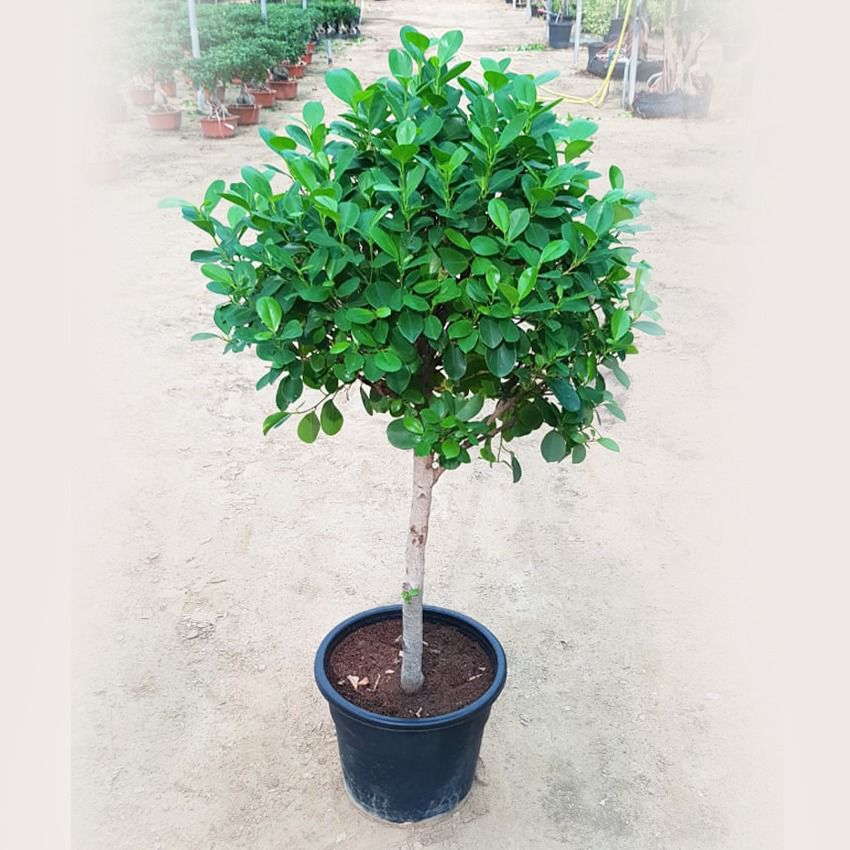 Buy the Best outdoor Plants, trees & flower Online in Dubai ...