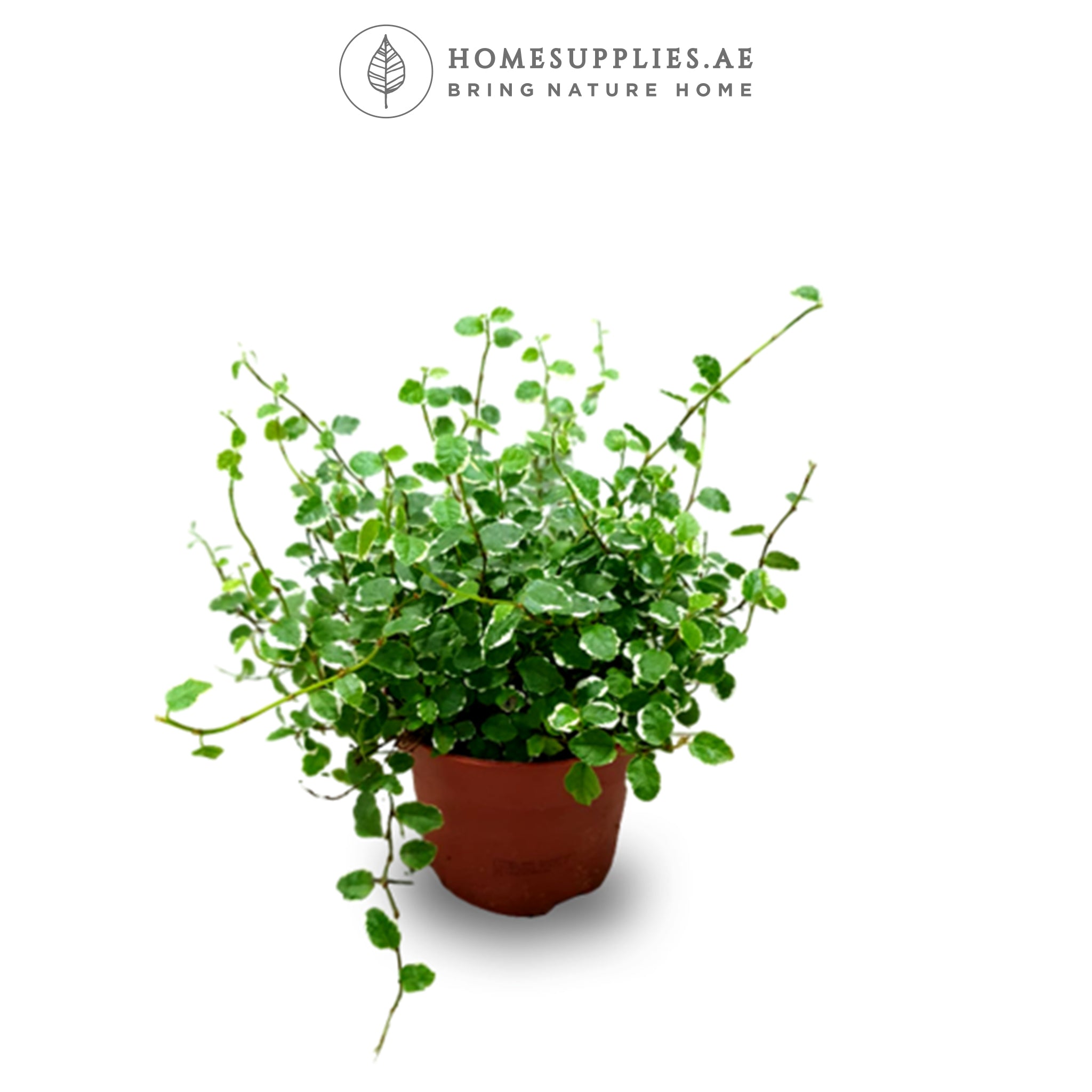 Buy Ficus Pumila Online In Dubai, Sharjah, Abu Dhabi, Ajman & UAE ...