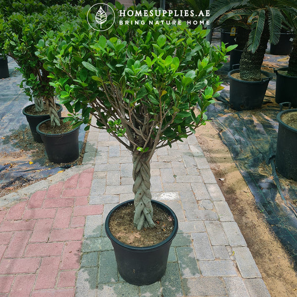 Buy Ficus Retusa Twisted Trunk Online in Dubai & Sharjah – homesupplies.ae