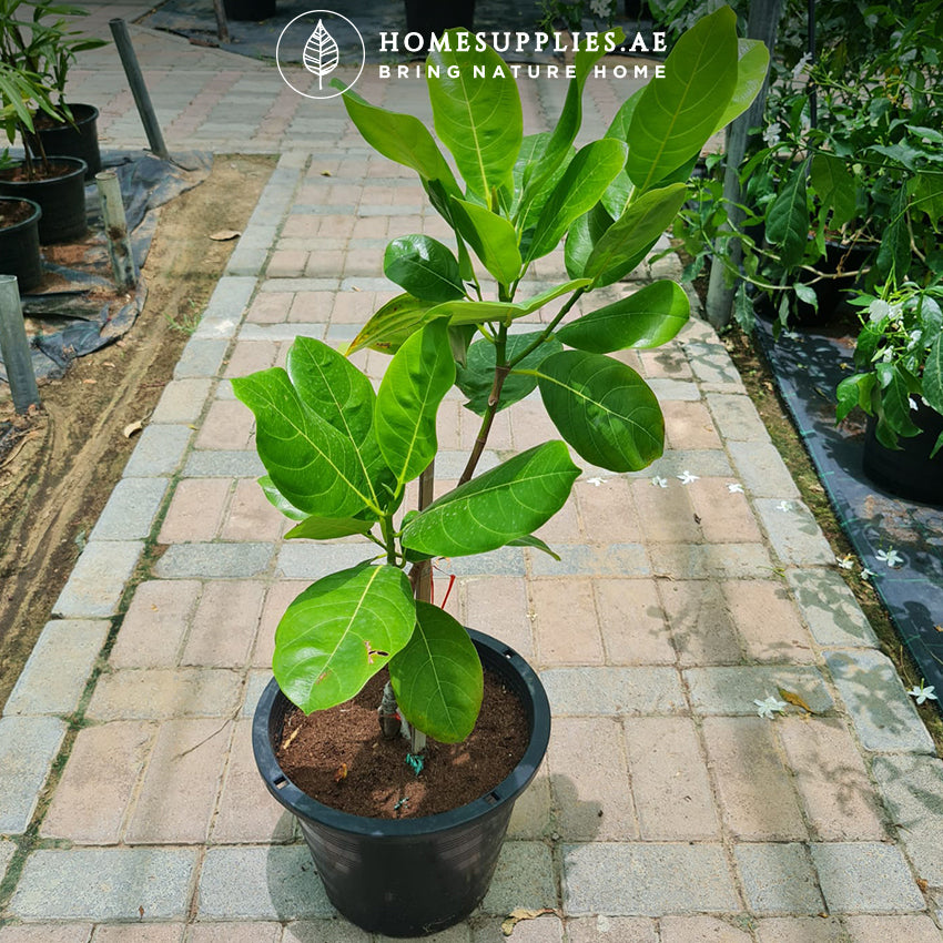 Buy Outdoor Plants Online in UAE – homesupplies.ae